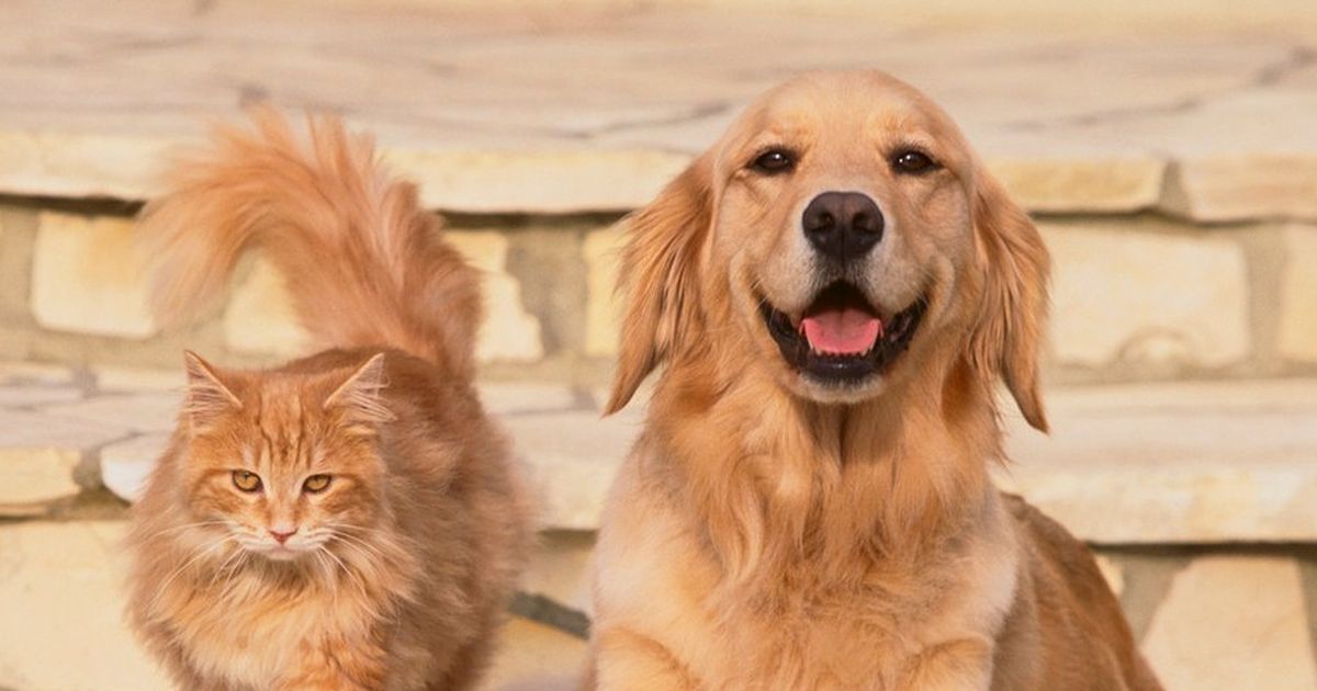 Kdo je pametnejši, psi ali mačke? - Govori.se