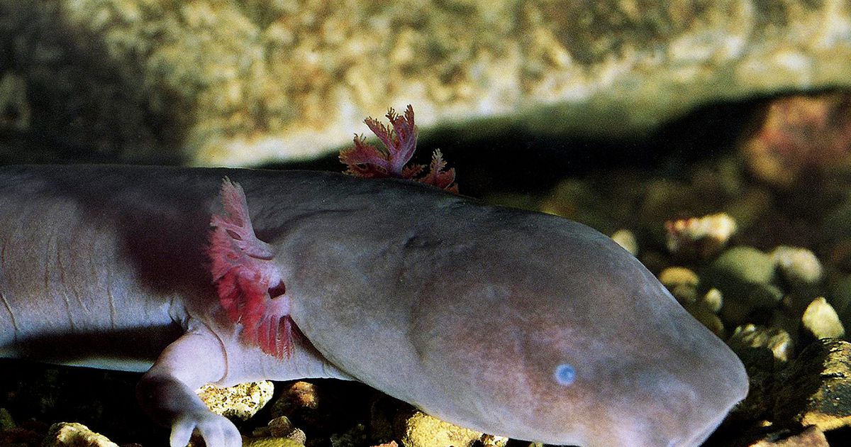 Dokler bo z nami človeška ribica, bo tudi pitna voda - Zanimivosti ...