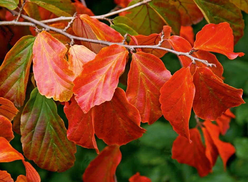 Perzijska bukev: Žareči listi za čudovito jesen - Zanimivosti - Govori.se
