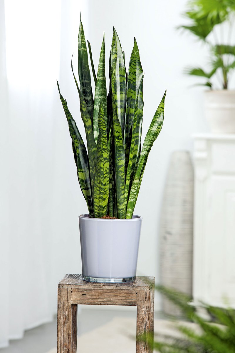 Sobne rastline, ki dobro shajajo tudi z malo svetlobe! - Zanimivosti ...