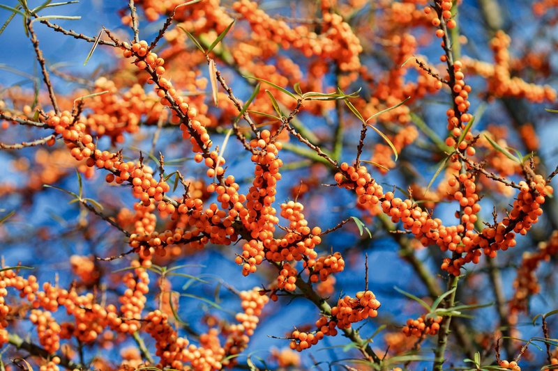 Rakitovec je divje sadje, ki je polno vitaminov - Zanimivosti - Govori.se