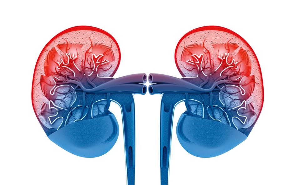 Za svoje ledvice lahko najbolje poskrbimo kar sami - Zanimivosti ...
