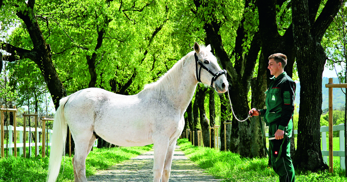 Lipicanci privabljajo vse več turistov - Govori.se