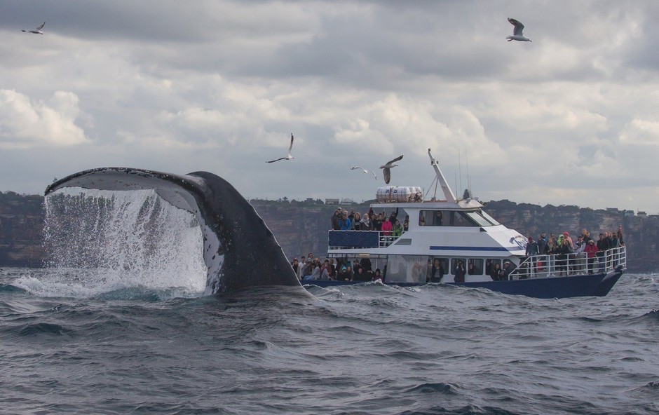 Kit grbavec ob avstralski obali trčil v turistično ladjo - Zanimivosti ...