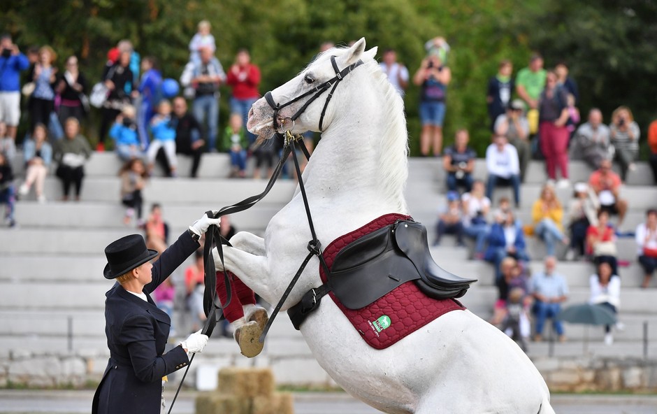 Najlepši lipicanci in andaluzijci - zvezde prenovljenega hipodroma ...