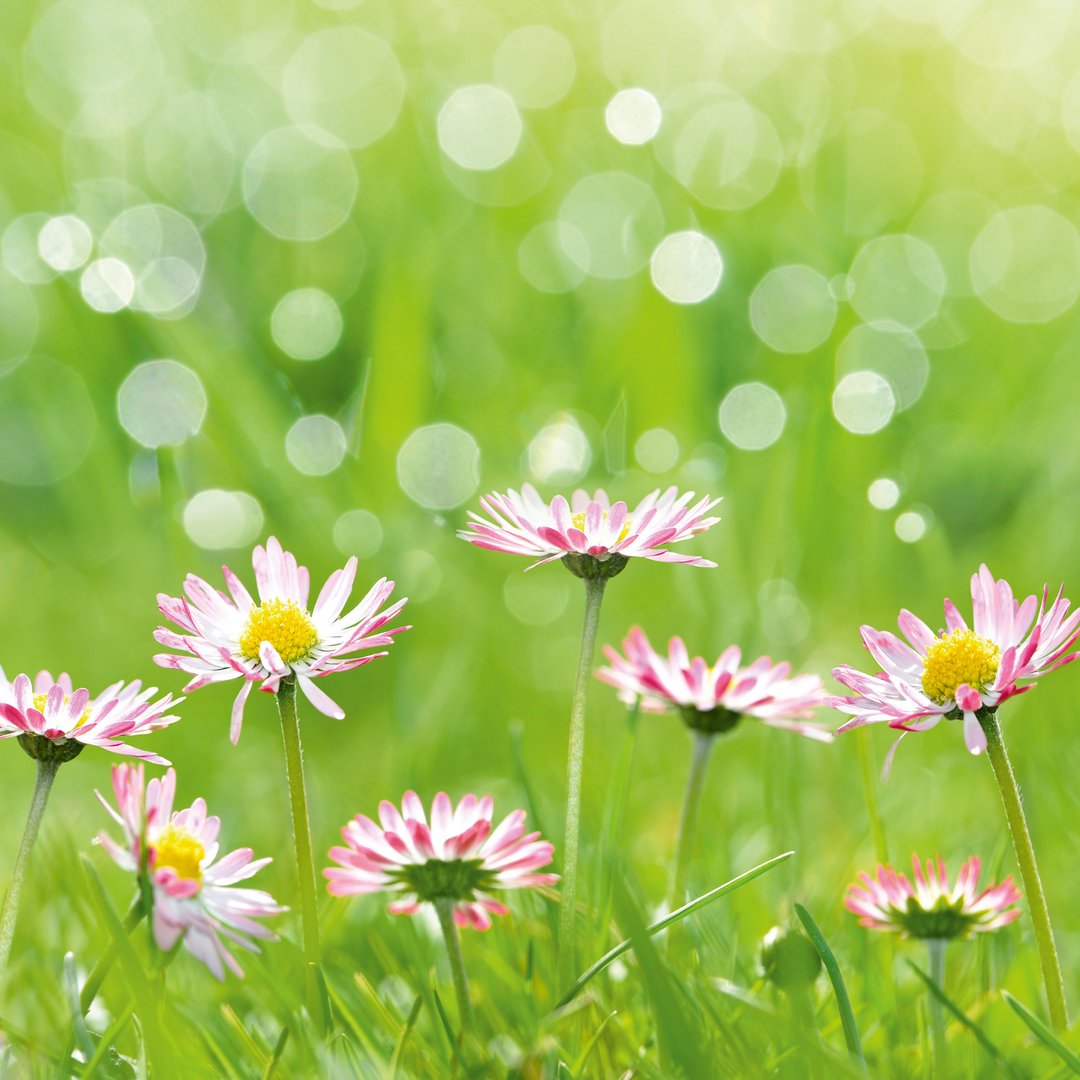 Mesec april velja za prinašalca mladosti - Govori.se