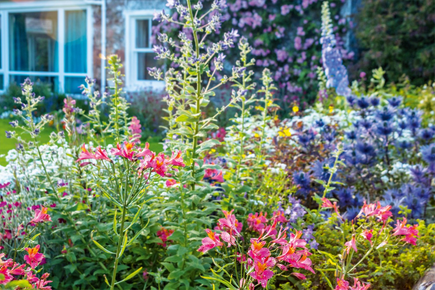 Inkovska lilija: Roža pisanih barv z eksotično očarljivostjo ...