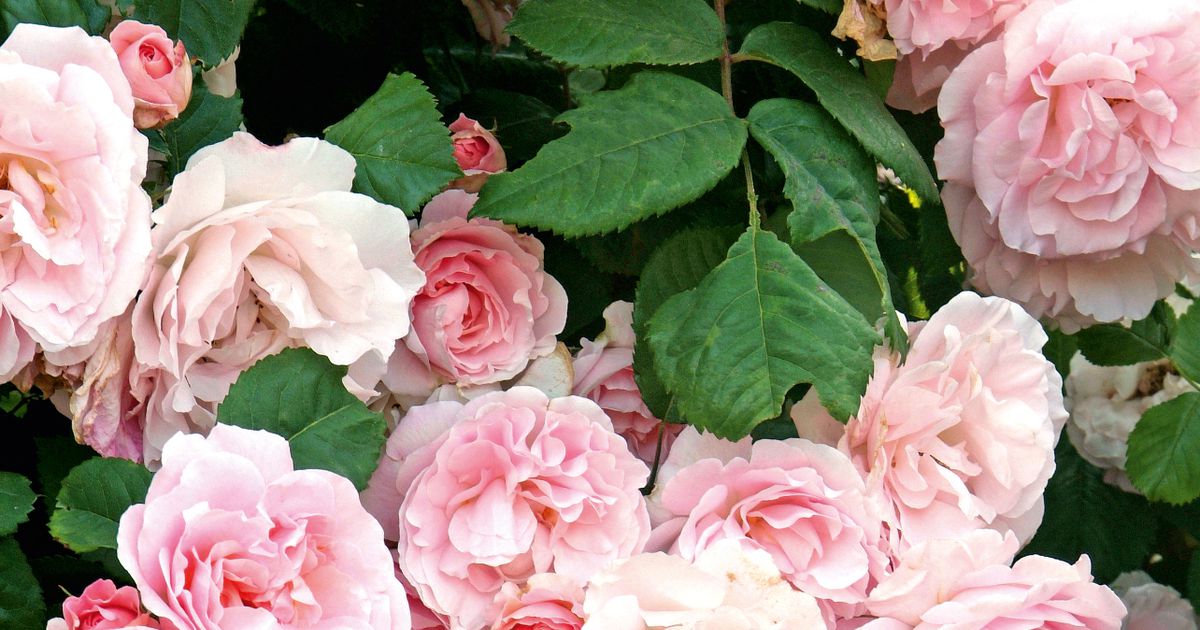 Dišeče vrtnice: Užitek za vse čute! - Zanimivosti - Govori.se