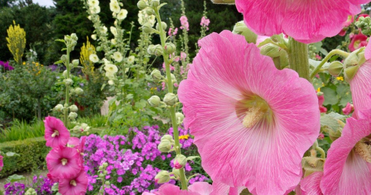 Poletna zeliščna apotekarna: Spoznajte koristne rastline! - Zanimivosti ...