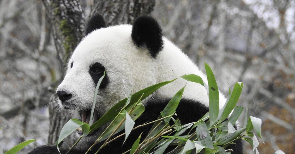 Orjaška panda Hao Hao je v belgijskem živalskem vrtu skotila dvojčka ...