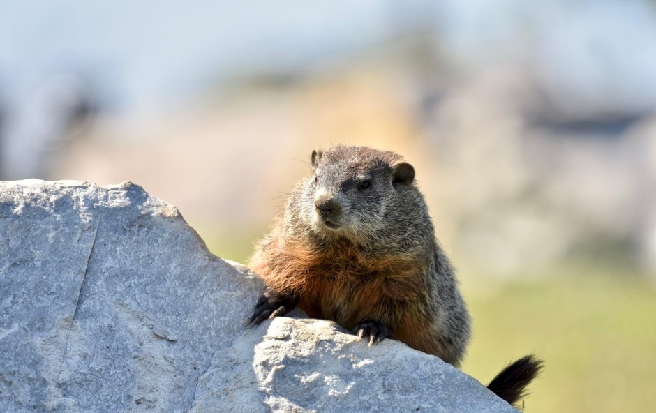 Svizec Phil je napovedal kratko zimo - Zanimivosti - Govori.se