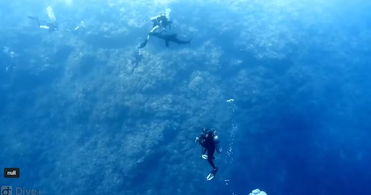 Morski pes zgrabil človeka, njegov krik se sliši pod vodo: posnetki ...