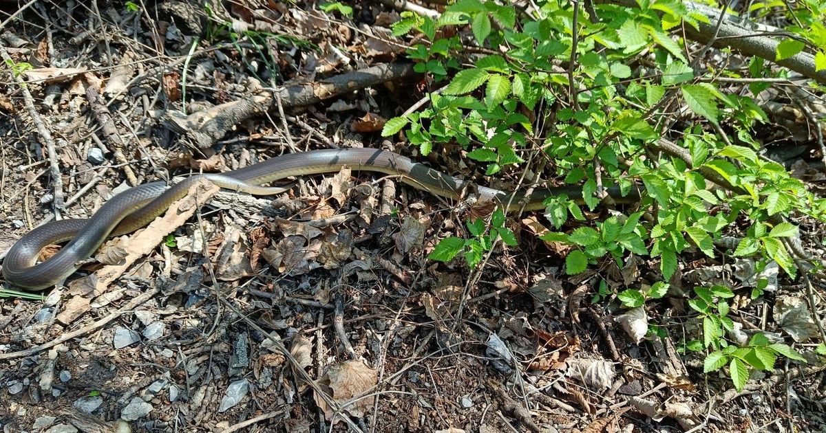 Ti 4 vonji privabljajo kače na vaše dvorišče: Strokovnjaki svetujejo ...